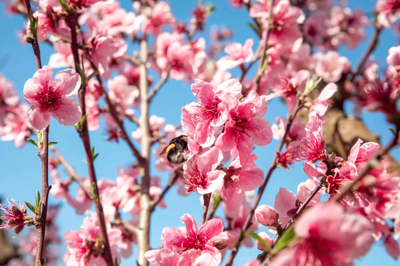 La saison de printemps - Roquebrune-sur-Argens Tourisme